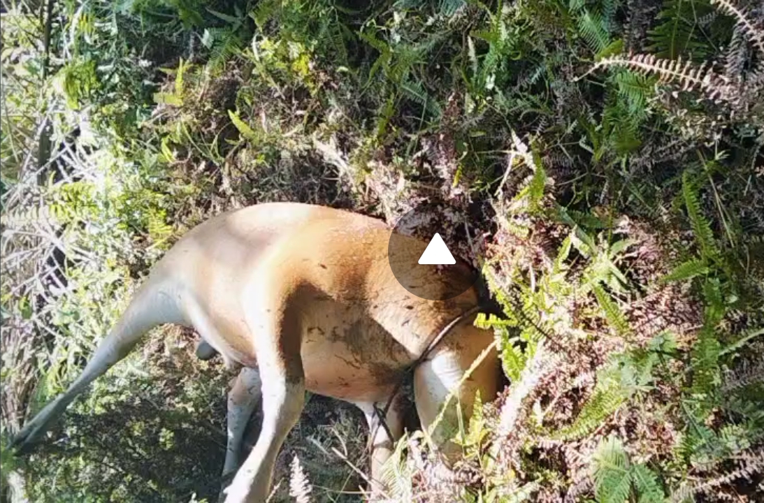 2 Sapi Warga Mengkapan Mati, Diduga Diterkam Harimau || Riauterkini.com - Nusa - www.teras.id