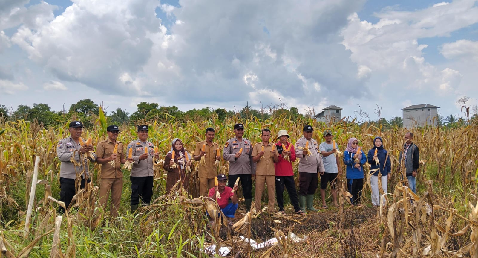 Panen Jagung di Ujung Kampung, Polisi Hadir Bantu Petani Kuala Kampar ...